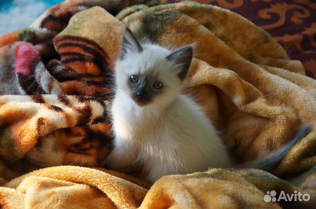 Котенок от папы свящ.Бирма мамы сиамская вислоухая