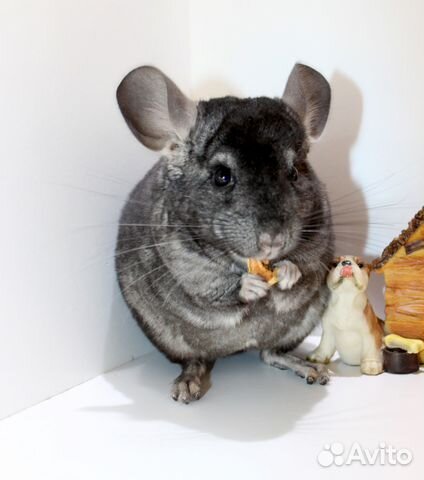 Темный носитель фиолета мальчик шиншилла