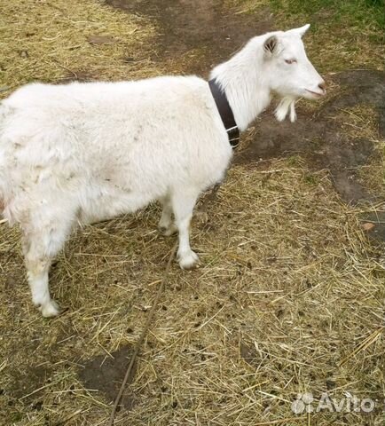 Козлята зааненская порода