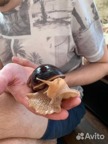 Ахитинские улитки