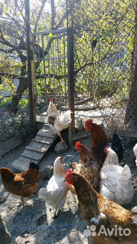 Домашний молодой петух