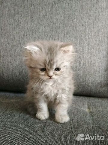 Котята персы