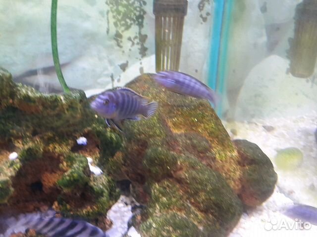 Цихлиды отдам