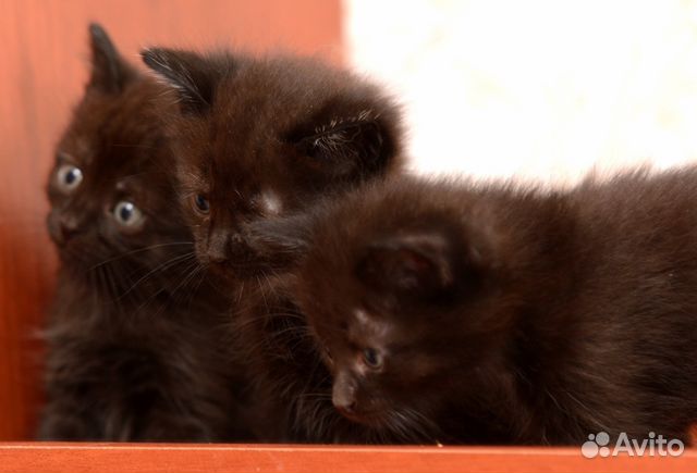 Кошечка с котятами в добрые руки