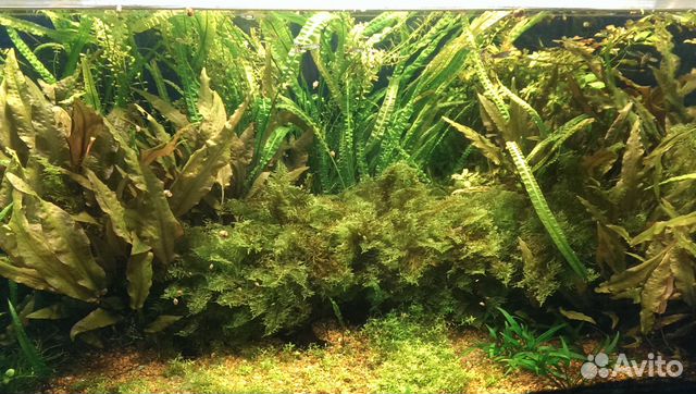 Продаю аквариумные растения