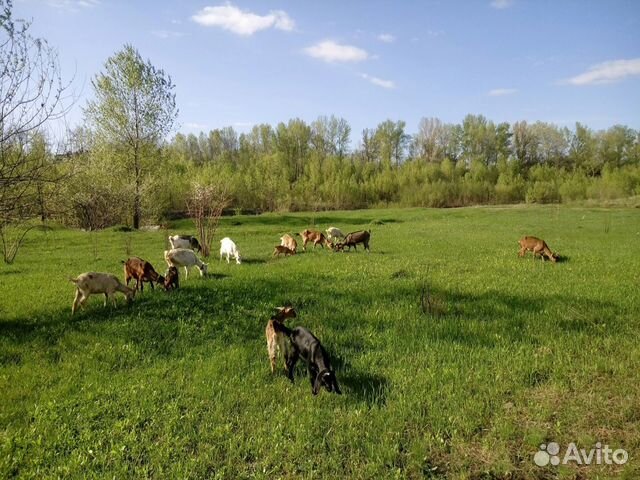 Козы, козлята