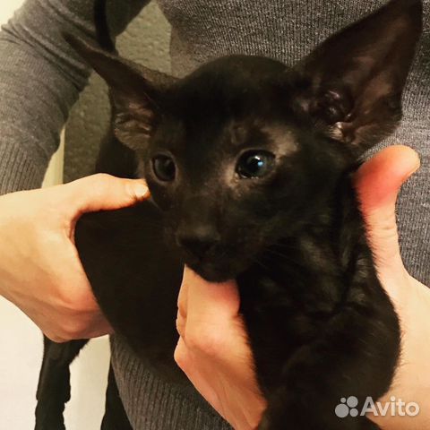 Продажа котят Ориентальной породы