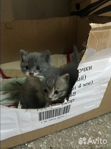 Отдам котят от пары крысоловов