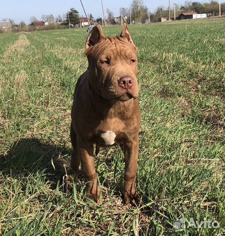 Щенки Питбуля дубль помёт