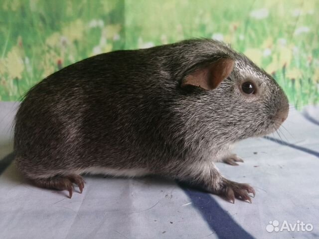 Морская свинка сатин