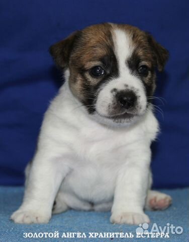 Естерра очаровательная гладкошерстная джек рассел