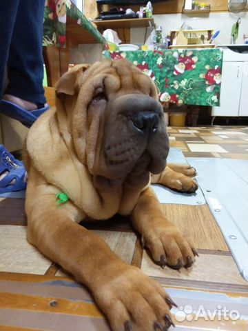 Девочка-шарпей, 4 месяца