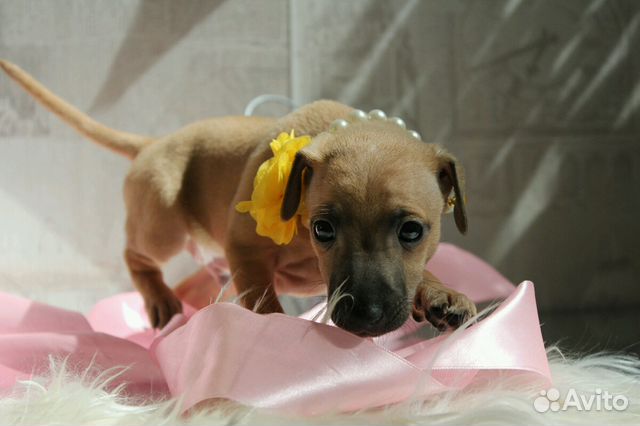 Левретки очаровашки