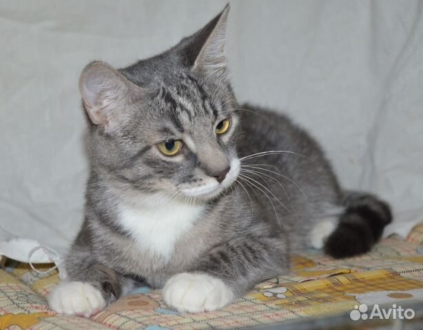 Отдам кота-подростка, 5 месяцев
