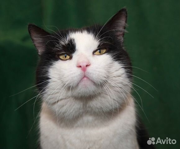 Крупный красавец, кот Харитон