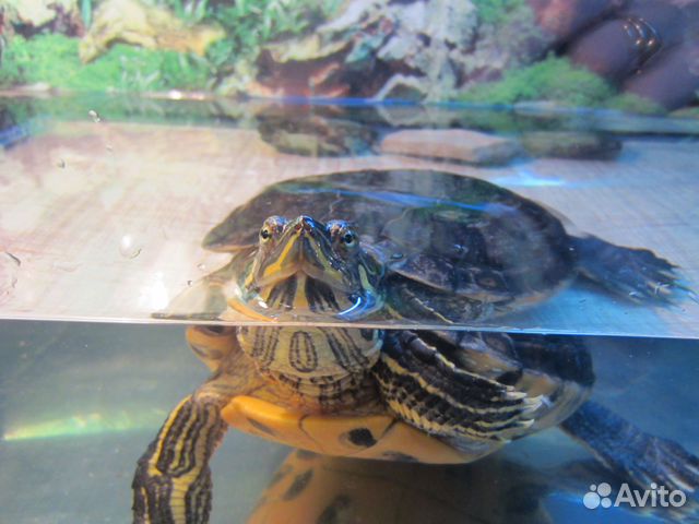 Отдам в заботливые руки двух красноушек