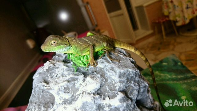 Агама водяная подросток