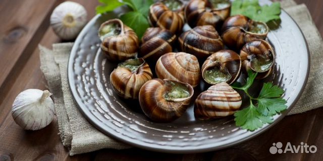 Виноградная улитка