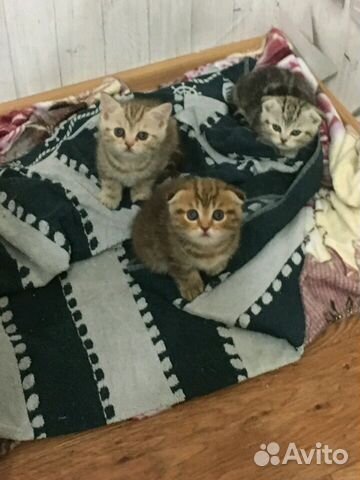 Шотландские котята