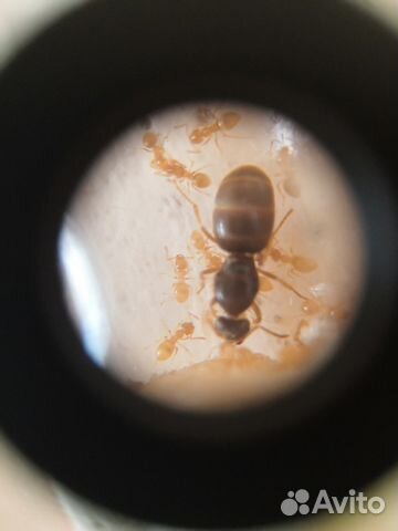 Lasius flavus/ Формикарий/ Муравьиная ферма