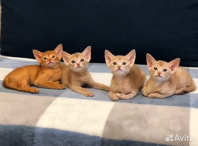 Абиссинские котята