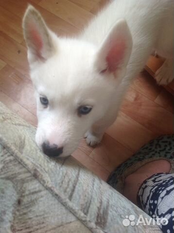 Продаю хасят