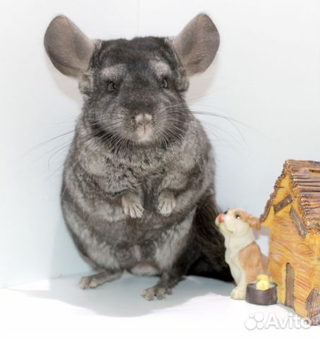 Шиншилла Эбони средний бархатный