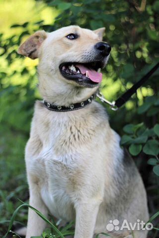 Фенёк ищет дом