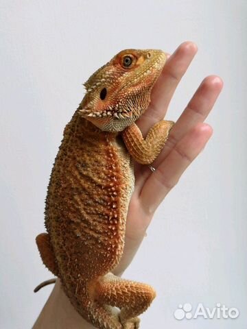 Бородатая агама Ред самка