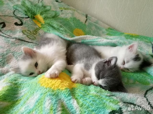 Красивые котята ждут своих любящих хозяев