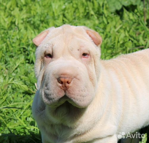 Кремочка девочка мини