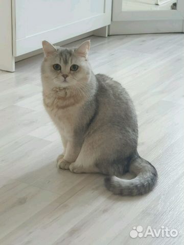 Кошка Симона