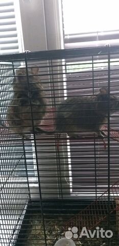 Отдам бесплатно