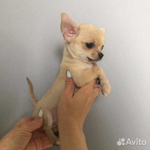 Продаются щенки чихуахуа