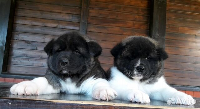 Американская акита супер детки