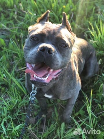 Кане Корсо Наоми отдадим в добрые руки