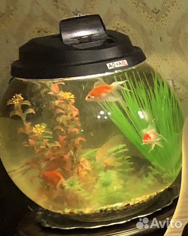 Золотые рыбки