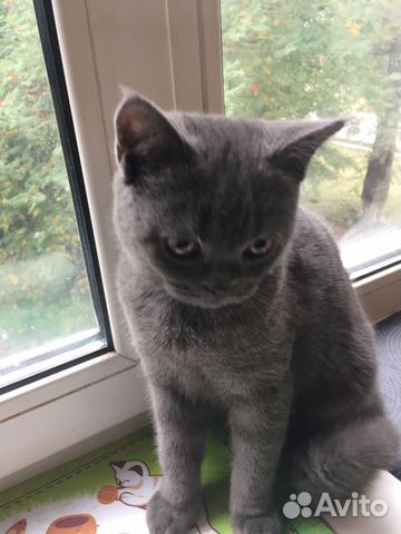 Шотландский кот