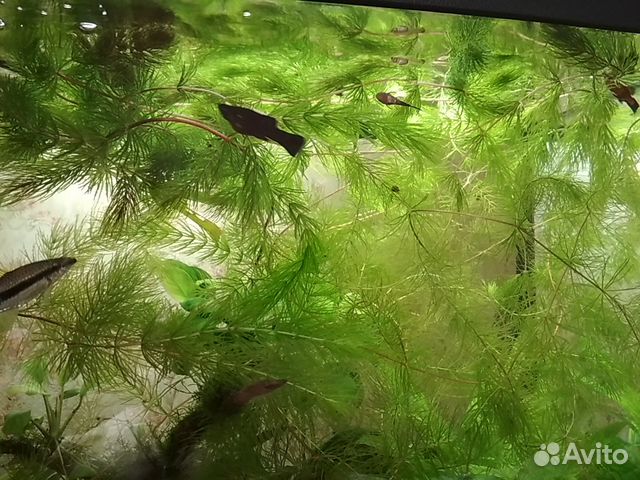 Роголистник