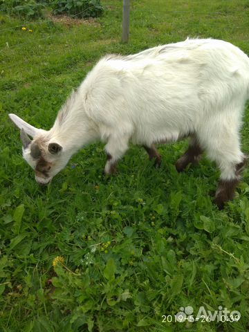 Козочка и козлик