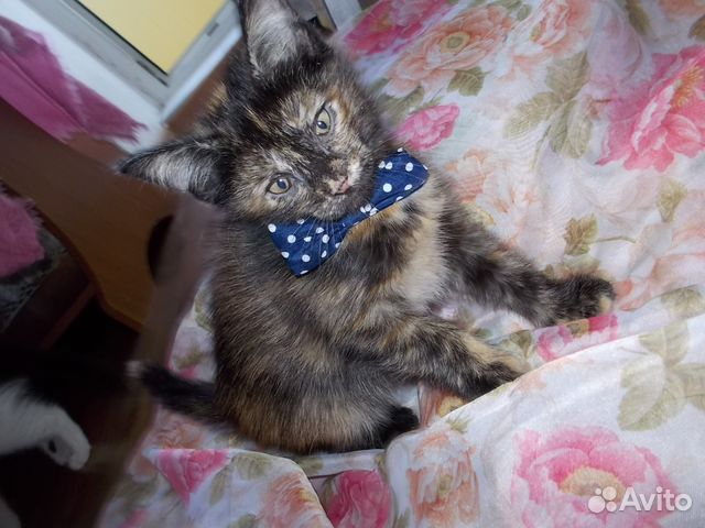 Зеленоглазого Котенка в добрые руки