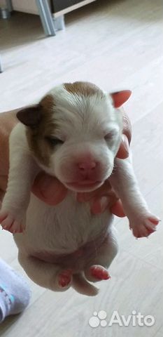 Энерджайзеры ищут семью