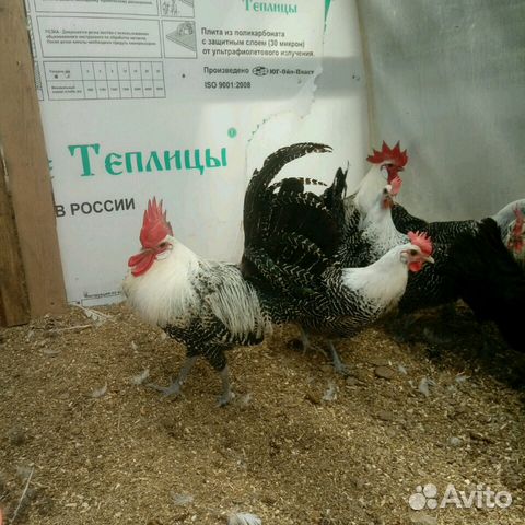 Куры Бреккель серебро. Семья