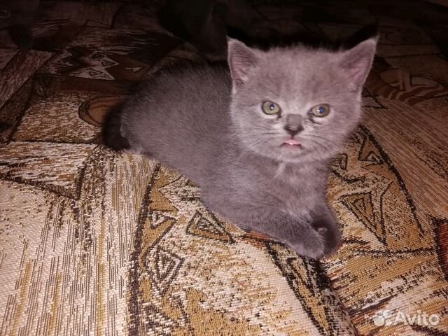 Британские котята