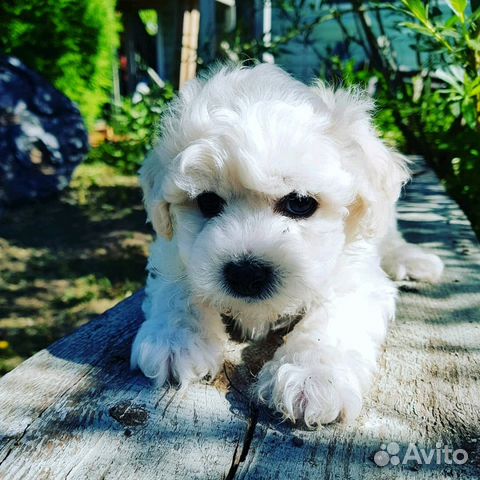 Бишон фризе