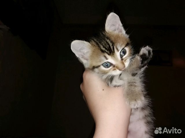 Котята Сиротки. В хорошие добрые ручки