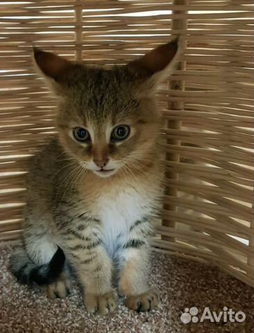 Чаузи котик 75 дикой крови