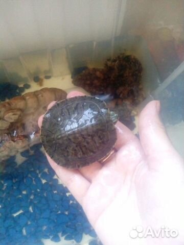 Отдам красноухую черепаху