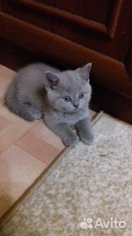 Британский котенок
