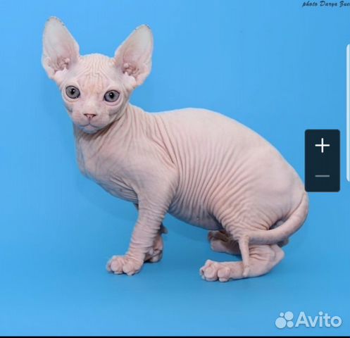 Продается котенок канадский сфинкс
